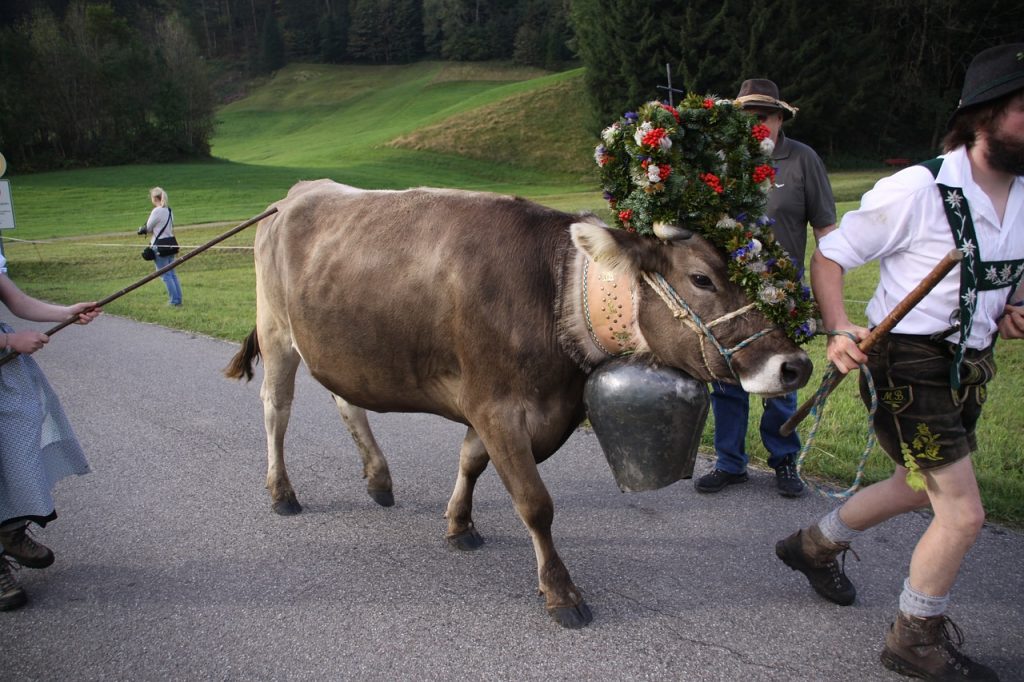 Almabtrieb Oberstdorf – EK Reisen